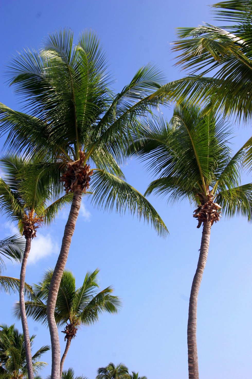 COCONUT - THE TREE OF LIFE - Cocavo